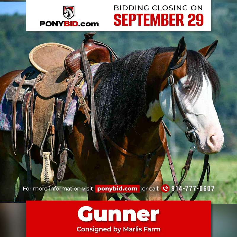 Gunner - Super Cool 5 Yr Old Bay Paint Quarter Pony Gelding!