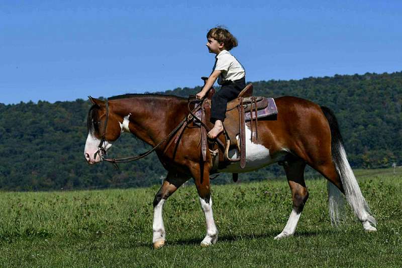 Gunner - Super Cool 5 Yr Old Bay Paint Quarter Pony Gelding!