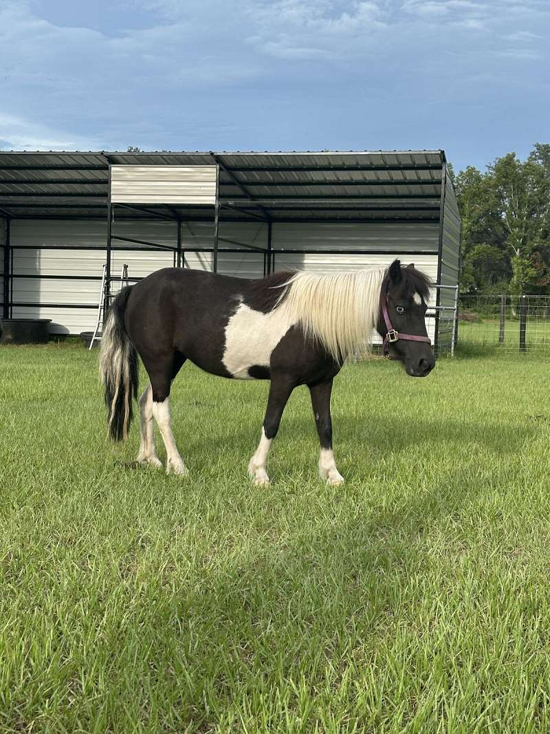 Mini Mare