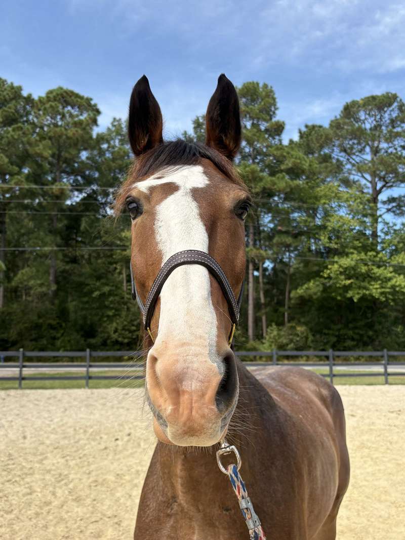 Fancy Dutch Gelding