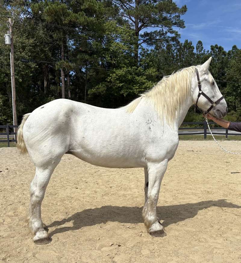 Gentle Percheron Mare
