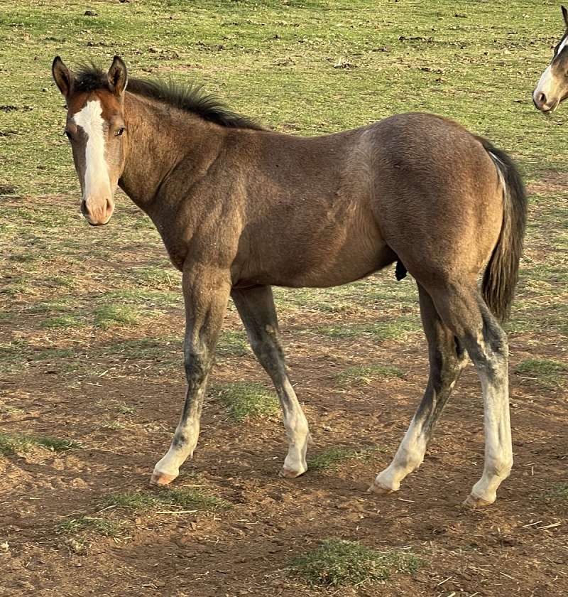 2025- Gray Colt Lonsum Tiger, Handle Bar Doc, Rondo Leo