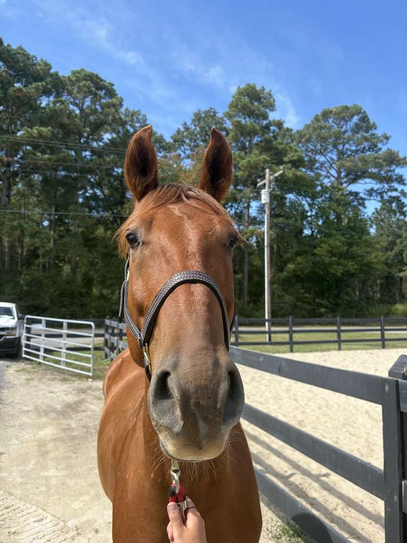 Sorrel Morgan Gelding