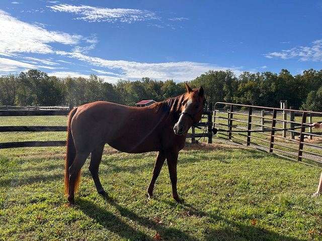 6 Year Old Quarter Horse