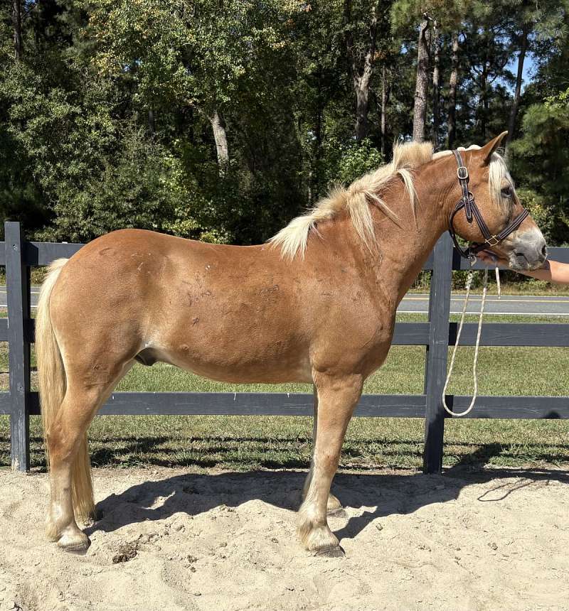 Cute Haflinger Gelding