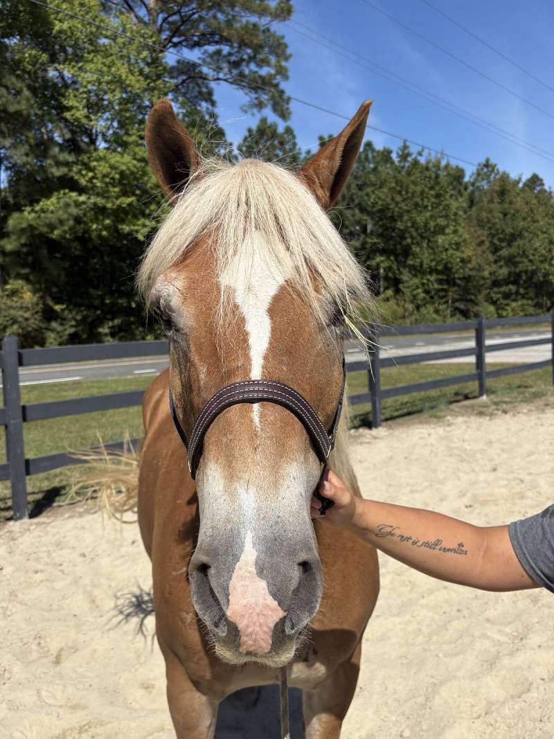 Cute Haflinger Gelding