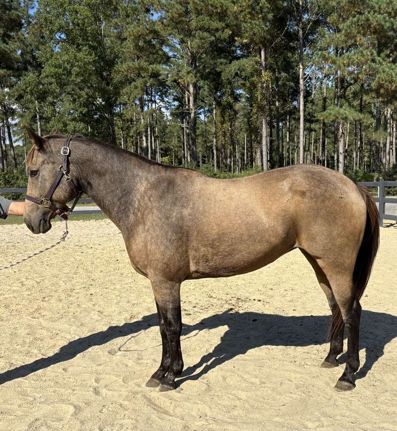 Buckskin QH Mare