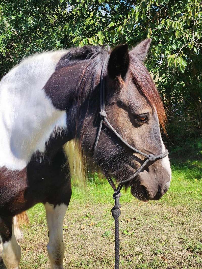 Gypsy Mare/Black and White Mare