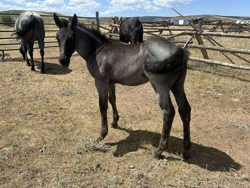 2025 Blue Roan Half Draft