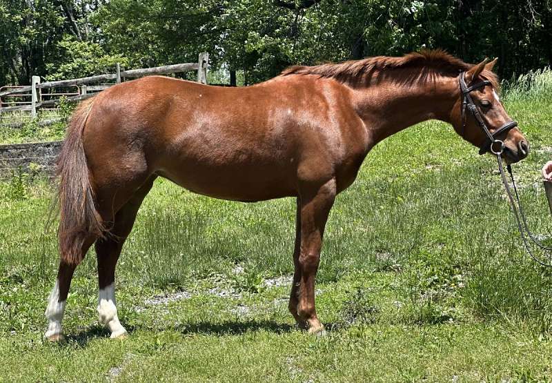 2021 Welsh Section B Hunter