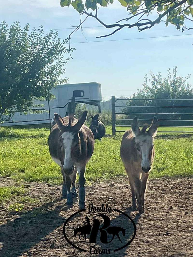 Spotted Mini Jenny Donkey