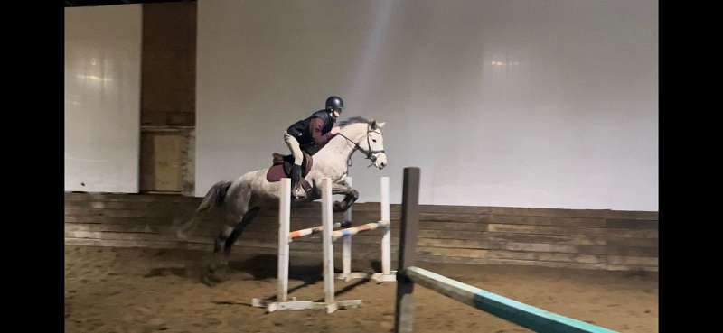 Jumper/Eventing Mare