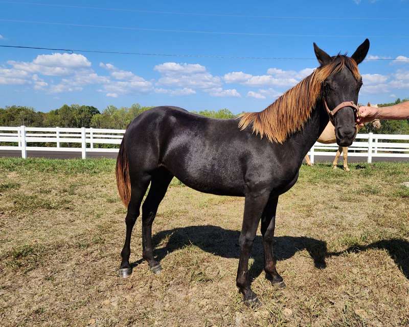 TWH Colt Jazz's Baylynn Dust