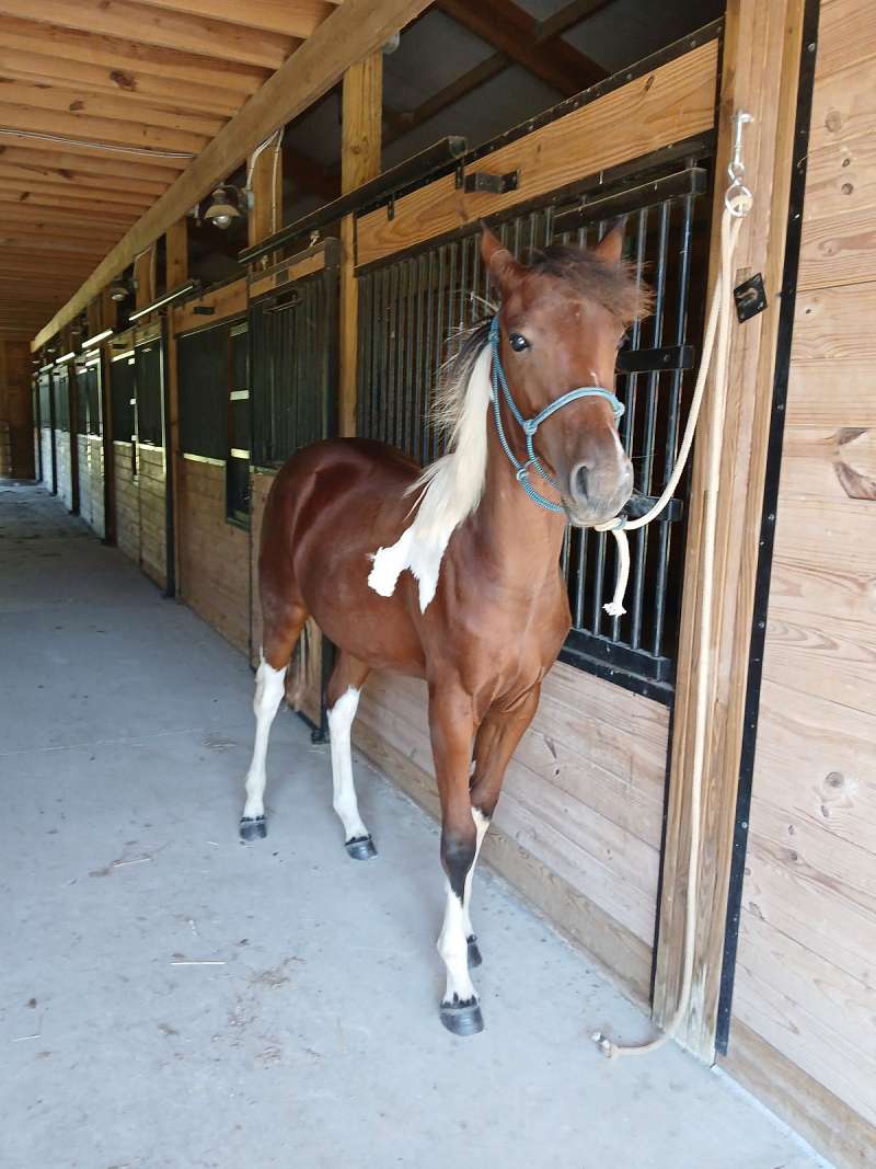 Yearling Paint for Sale