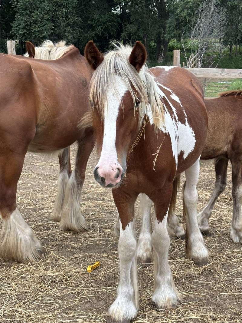 Gypsy Vanner for Sale