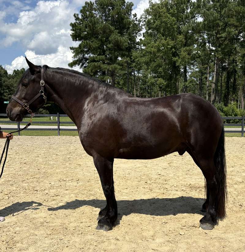 Nice Percheron Cross