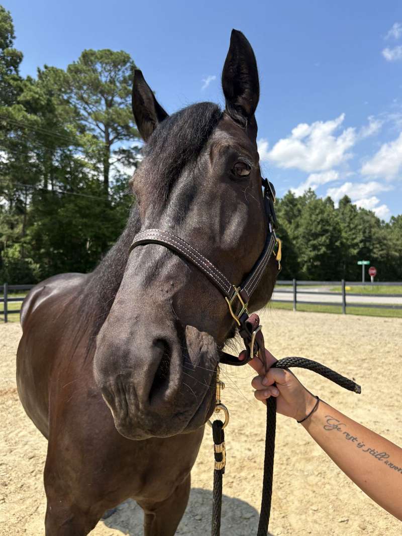 Nice Percheron Cross
