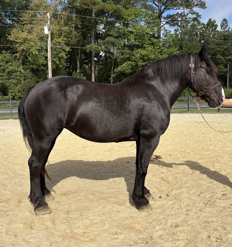 Pretty Percheron Mare