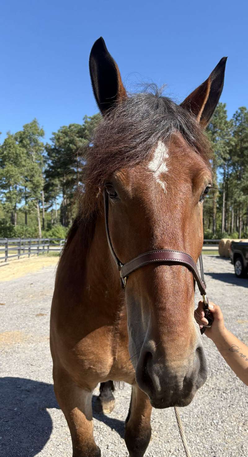 Bay Belgian Percheron