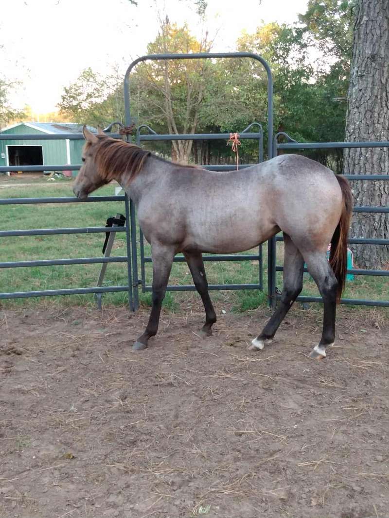 AQHA Buckskin Roan Filly - Streak N Sensation