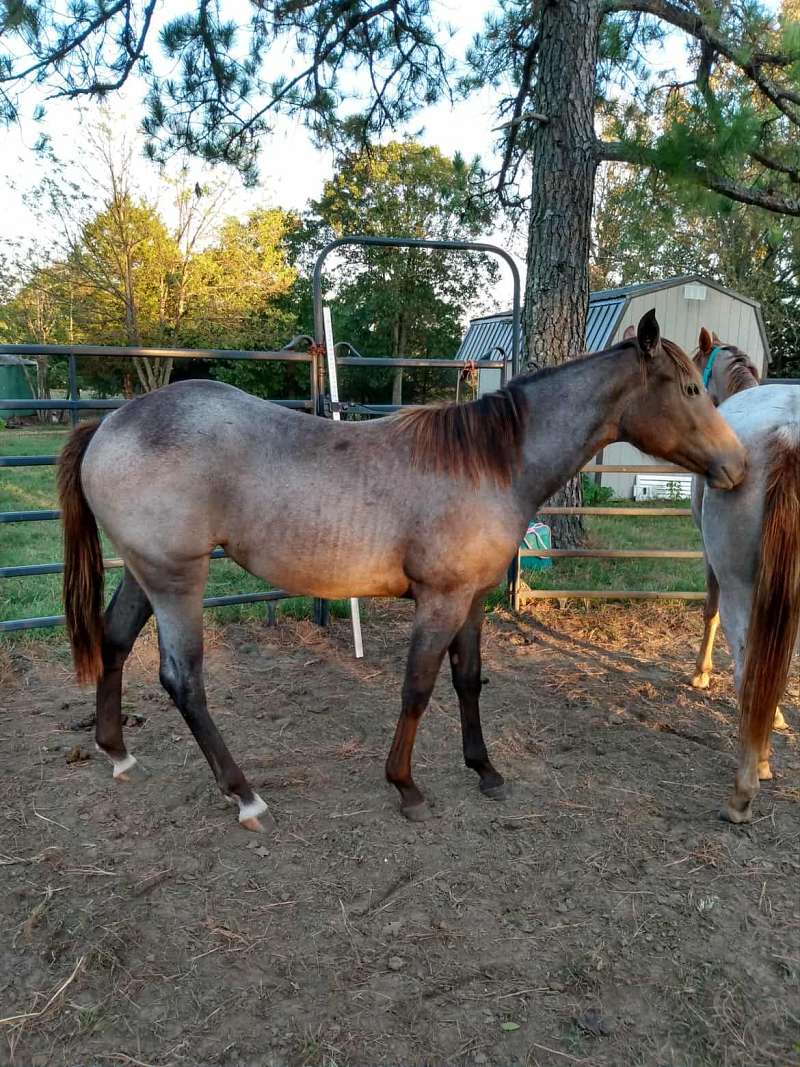 AQHA Buckskin Roan Filly - Streak N Sensation