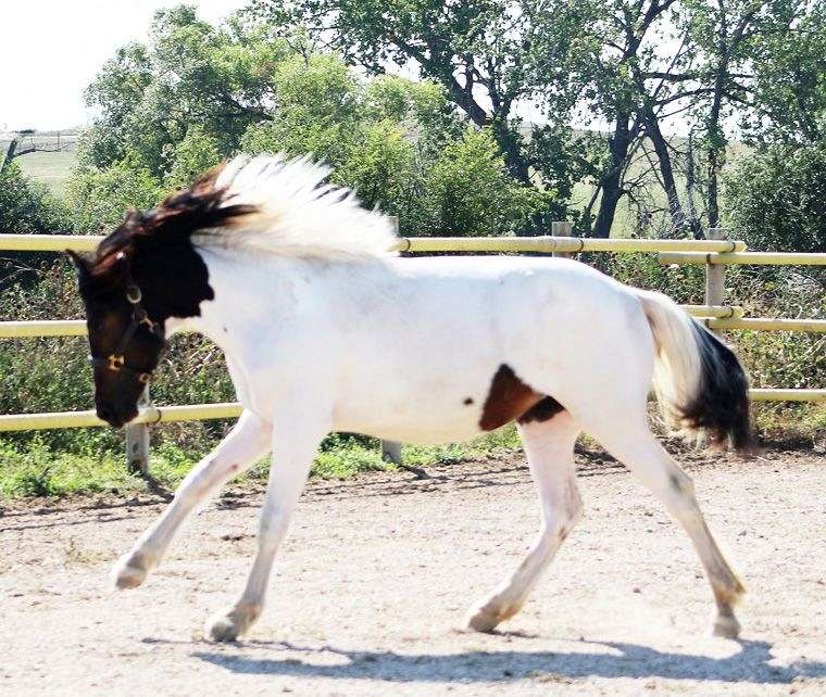 2024 Pinto Gypsy X Friesian/Morgan Exquisite Filly