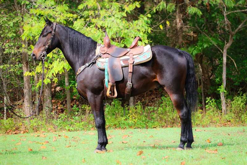 Really Well Trained, Super Gentle, Intelligent, Registered Morgan Gelding