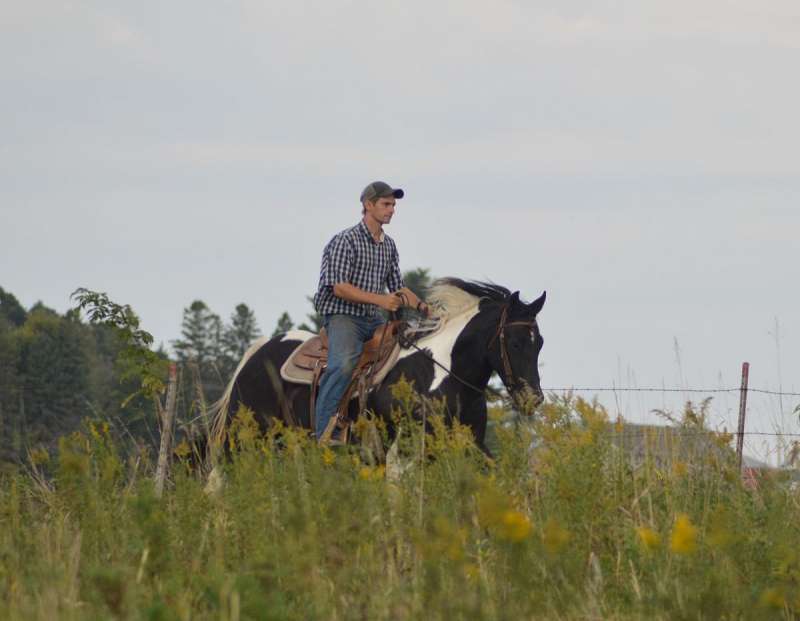 Horses for Sale in Wisconsin
