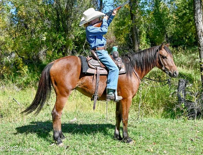 Yosemite Sam - Super Fancy 5 Yr Old Bay Pony Gelding!