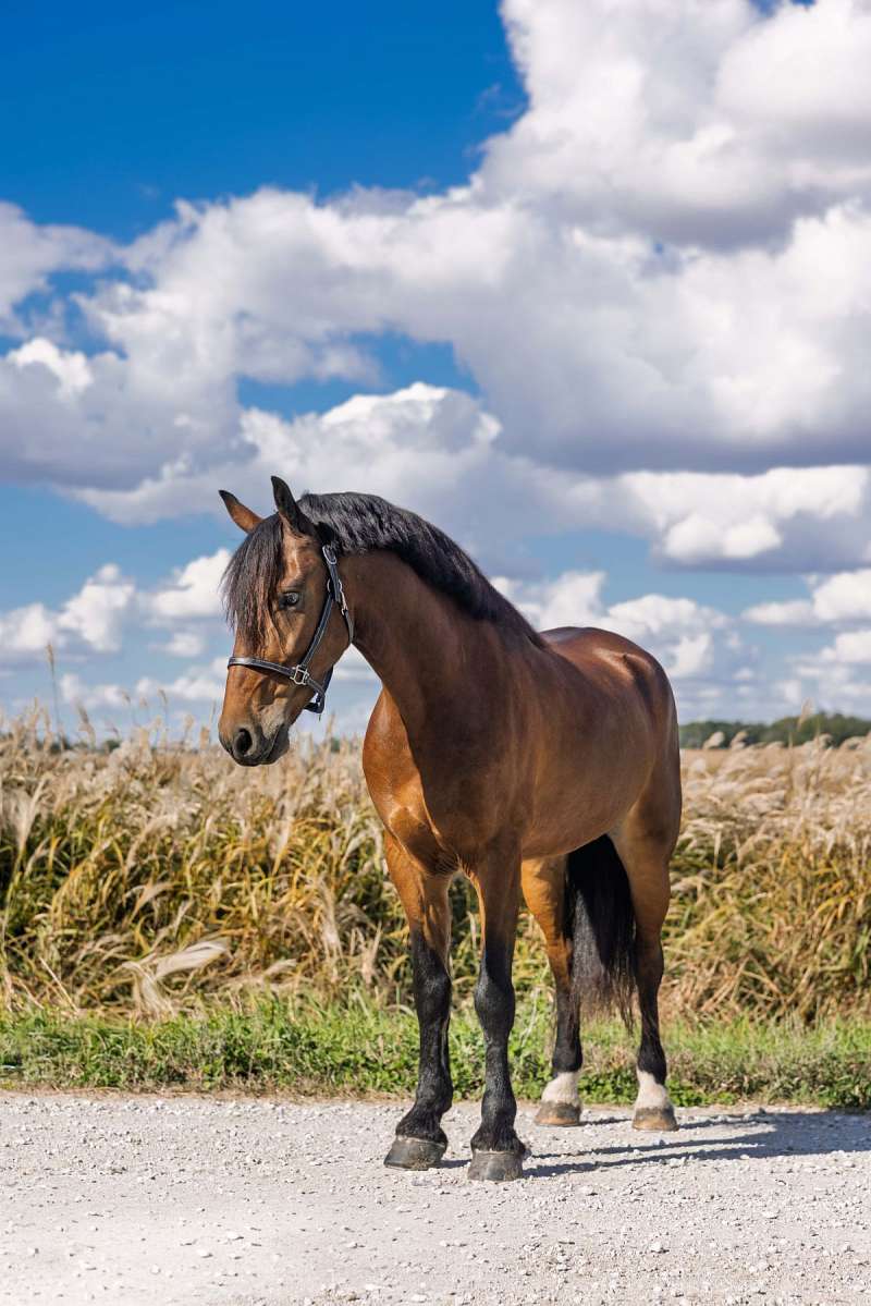 Kobe - Drop Dead Gorgeous 5 Yr Old Bay Friesian Sport Horse Gelding!