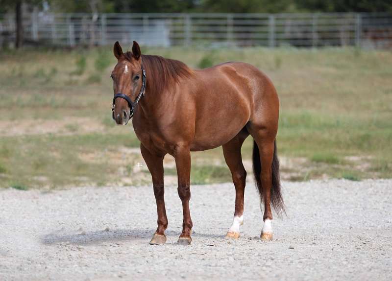 Coco - a Reliable Ranch Mount 4 Yr Old Sorrel AQHA Mare!