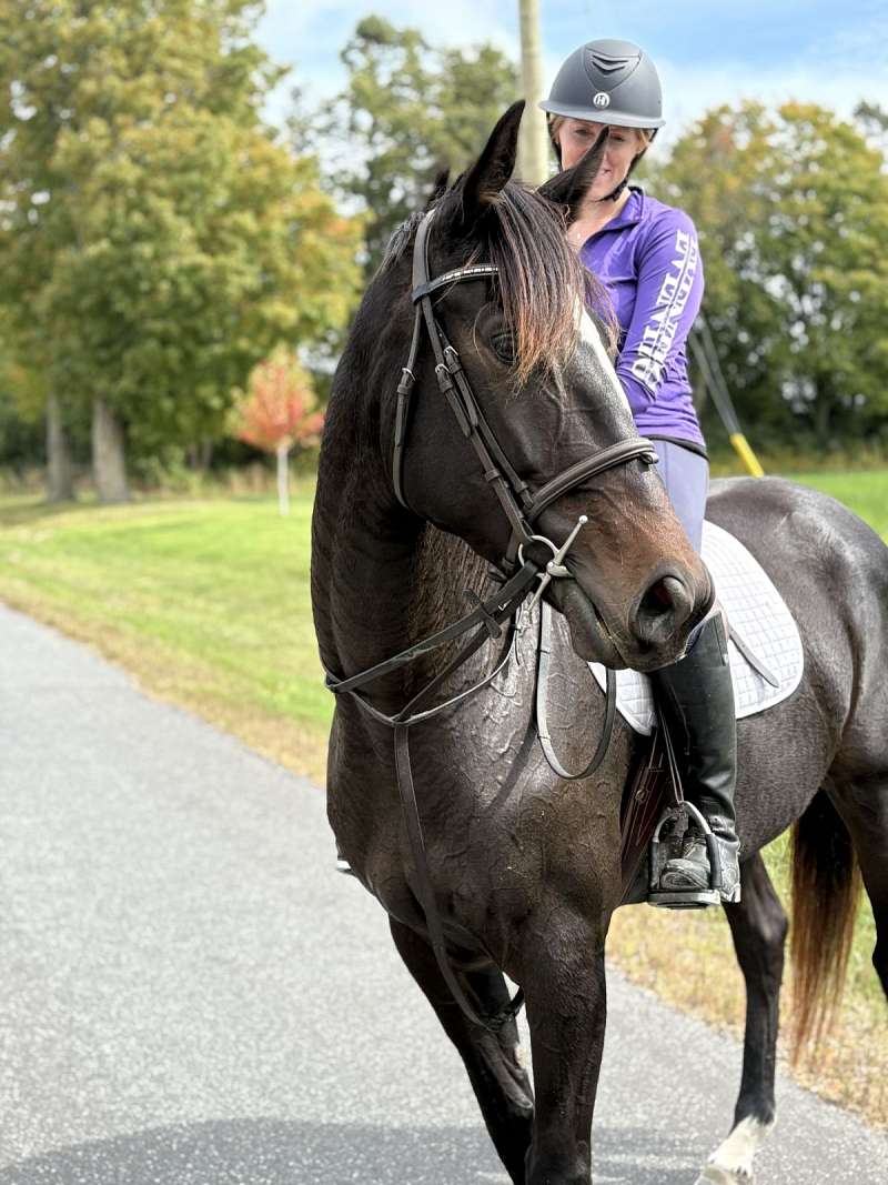 Laney Grace - 4yo OTTB