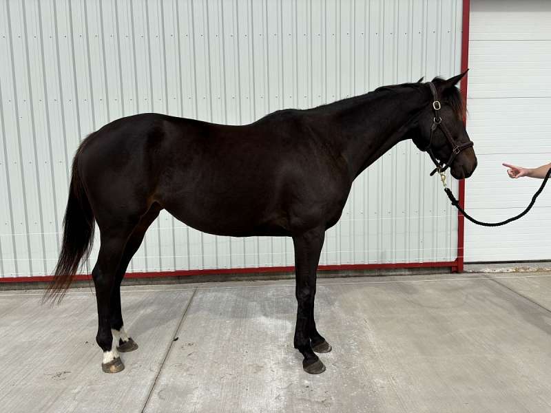 Laney Grace - 4yo OTTB