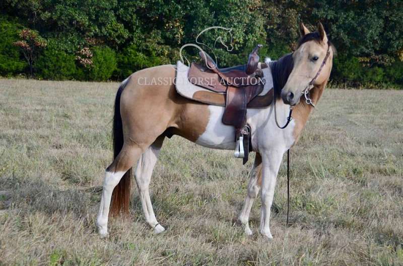 Buckskin Tobiano Missouri Fox Trotter Gelding