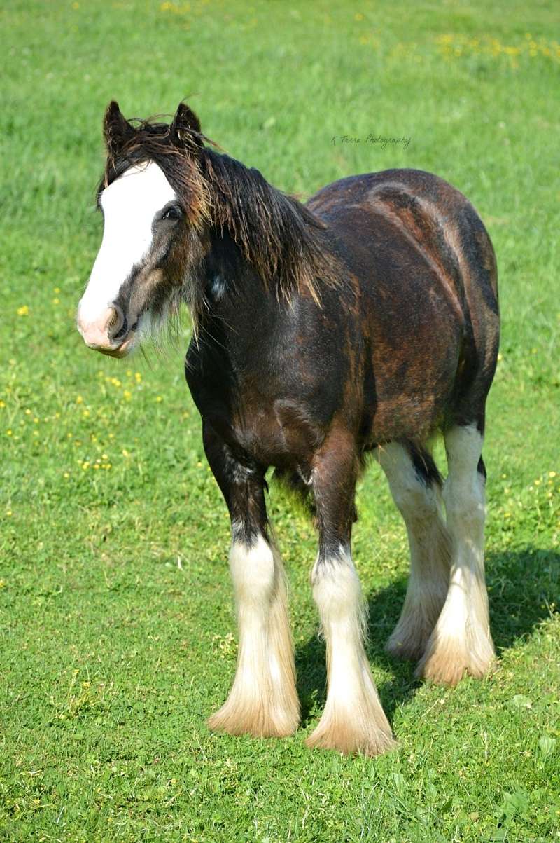 Incredible Show-Quality Gypsy Vanner Gelding in North Carolina