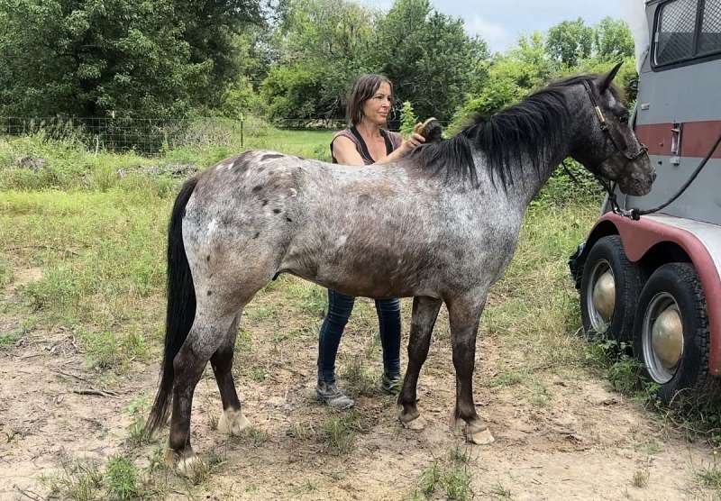 Appaloosa Gelding - International Quarter Pony Association - Rides, Drives,