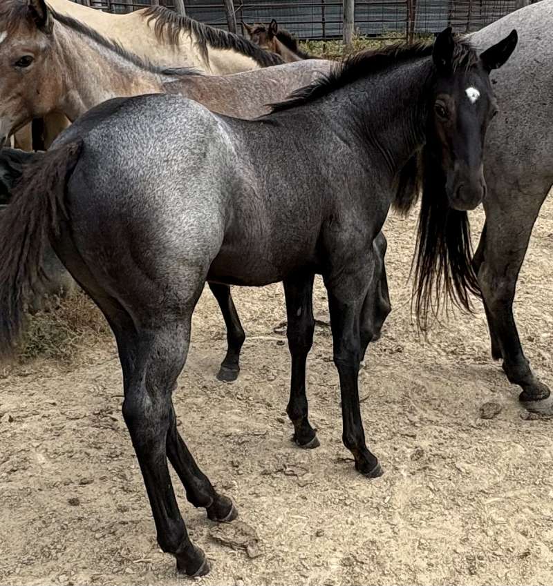 Horses for Sale in Nebraska