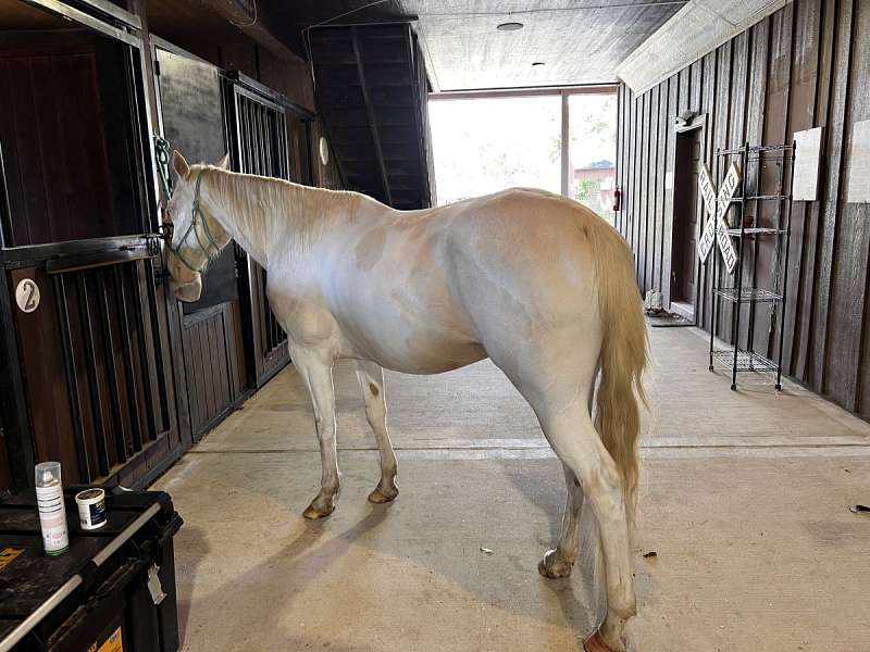 Sweet Cremello Paint Gelding