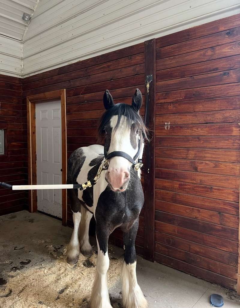 Super Calm Reg Gypsy Vanner Geldjng
