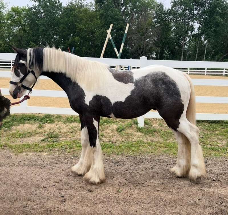 Super Calm Reg Gypsy Vanner Geldjng