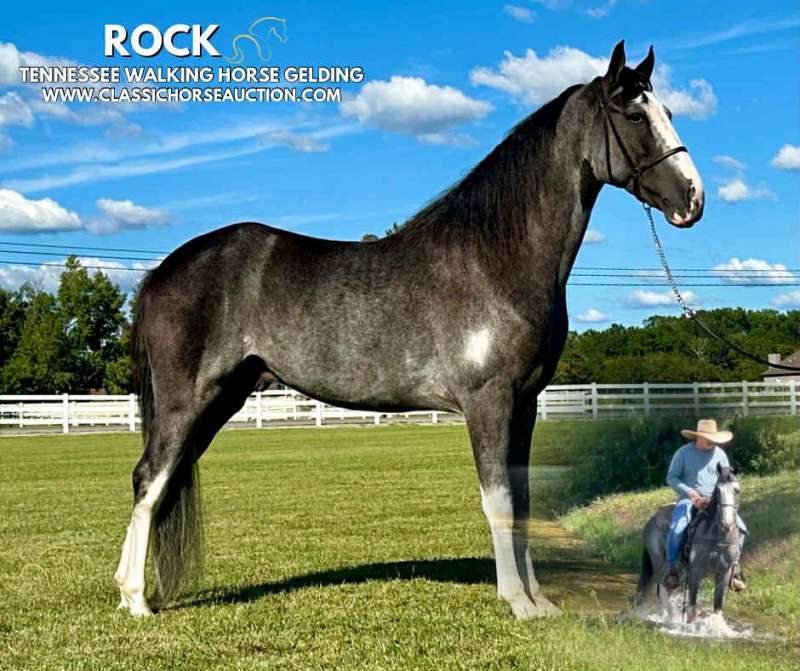 Grey Sabino Registered Tennessee