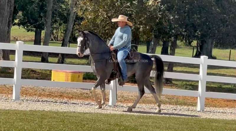 Grey Sabino Registered Tennessee