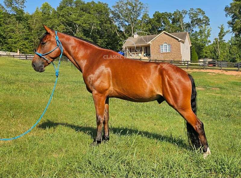 Bay Tennessee Walking Horse Gelding