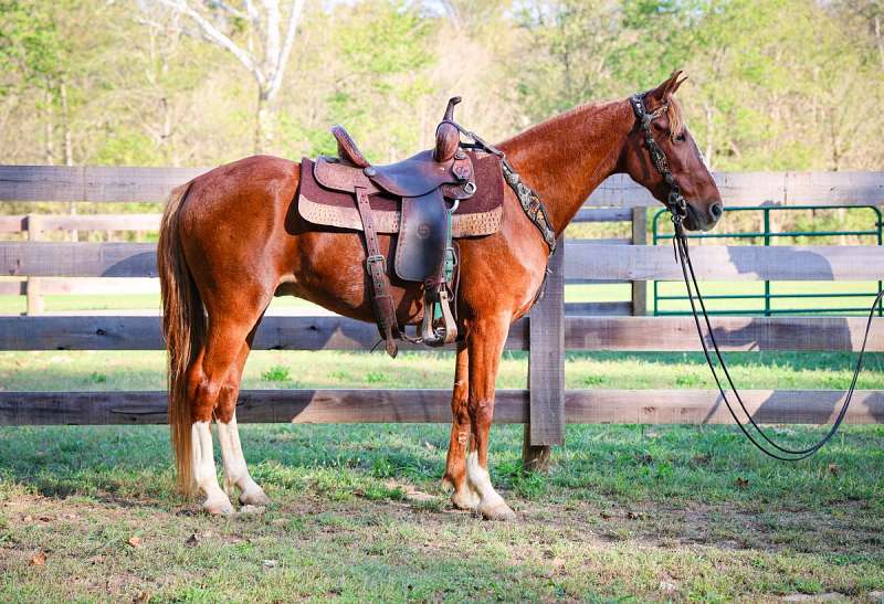 Super Smooth, Really Cool Sorrel Kentucky Mountain Gelding, Endurance