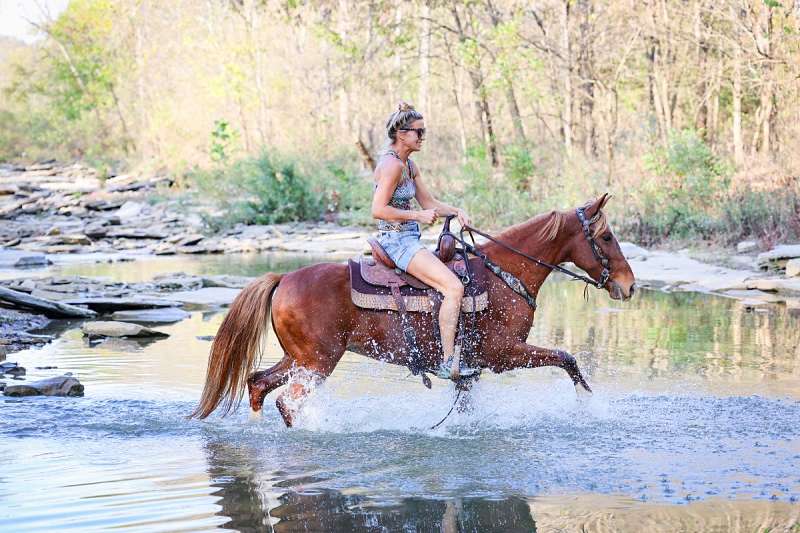 Super Smooth, Really Cool Sorrel Kentucky Mountain Gelding, Endurance