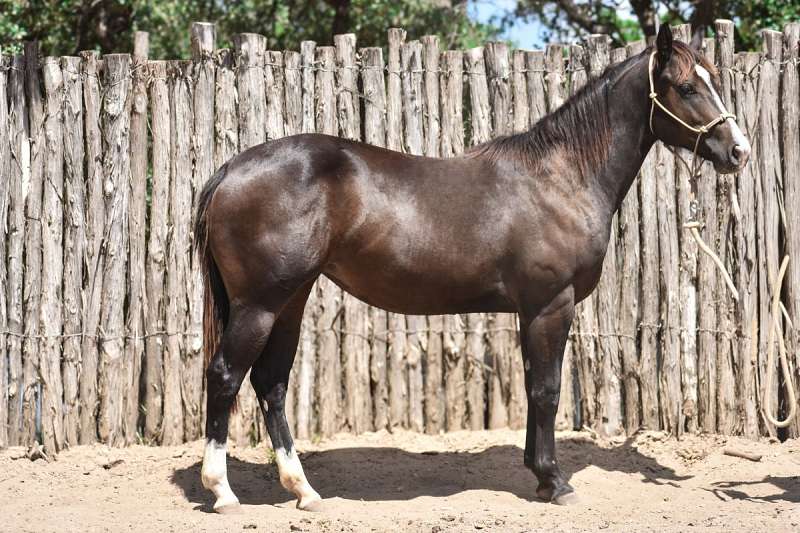 Gorgeous Filly by Judge My Class