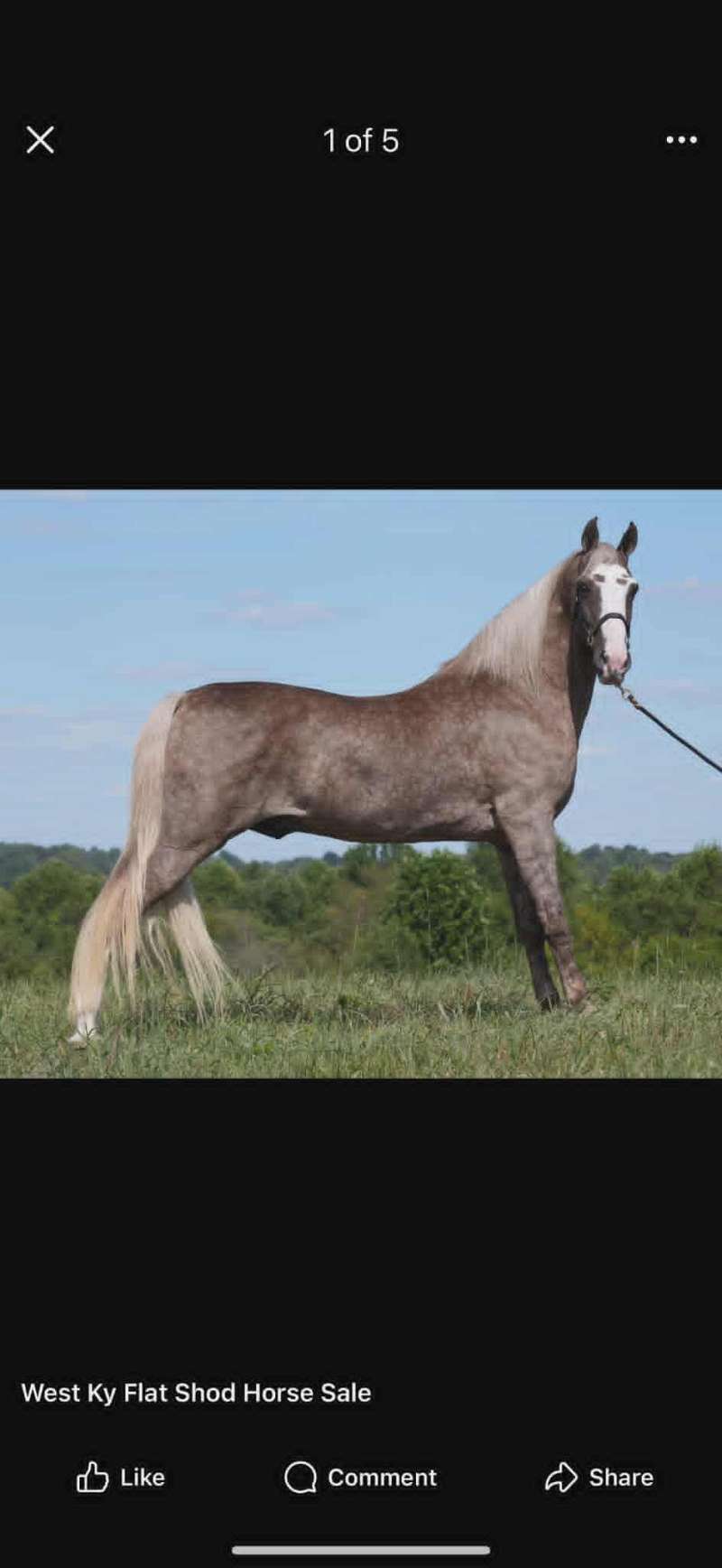 Drop Dead Gorgeous Silver Dapple TWH Gelding!