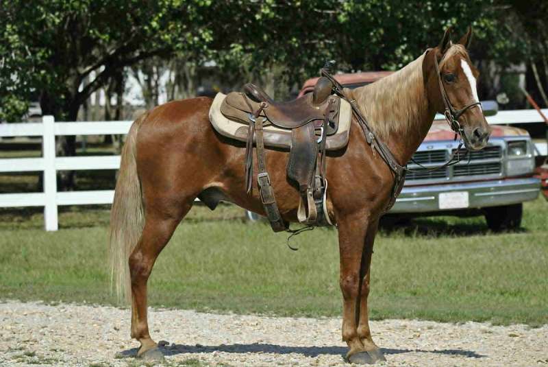 Beautiful Chestnut With Flaxen Mane and Tail TWH Gelding.