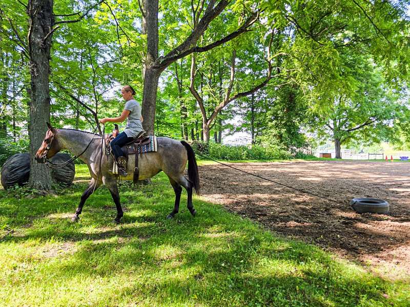 2 in 1 Deal Stunning Ranch Horse Deluxe 8 Yr Old Blue Roan AQHA Mare!