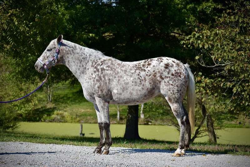 Flashy Appaloosa Dressage/Eventing Pony